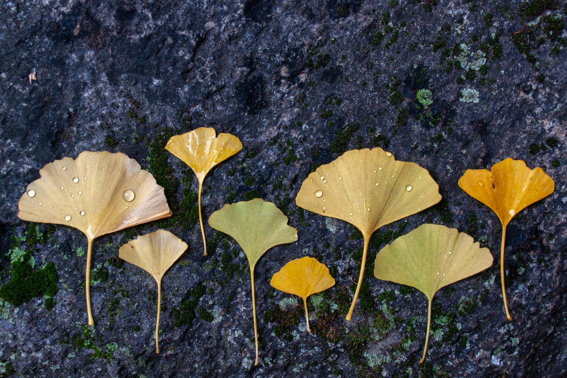 Ginkgo – Traditionelle Heilpflanze für Gedächtnis und Durchblutung