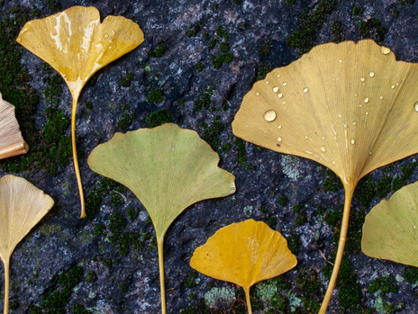 Ginkgo – Traditionelle Heilpflanze für Gedächtnis und Durchblutung
